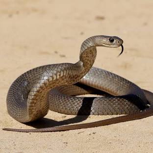 Snakes Bites!! – RecoverPet