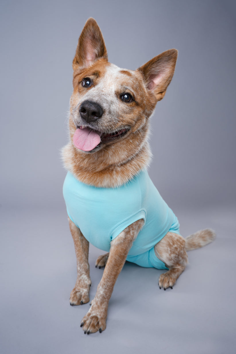 Dog Recovery Suit. A Recovery suit designed to ensure a more ...