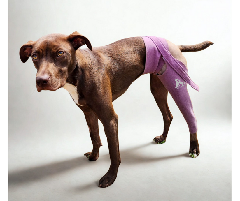 Hind Leg Sleeve – RecoverPet
